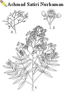 PROSEA - Plant Resources of South East Asia