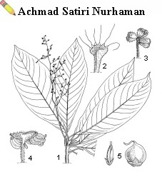 PROSEA - Plant Resources of South East Asia