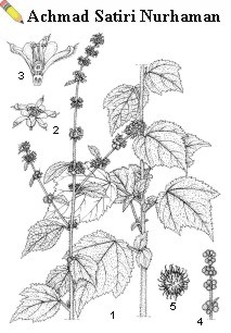 PROSEA - Plant Resources of South East Asia
