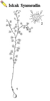 PROSEA - Plant Resources of South East Asia