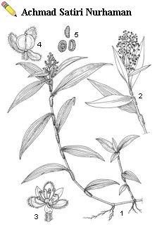 PROSEA - Plant Resources of South East Asia
