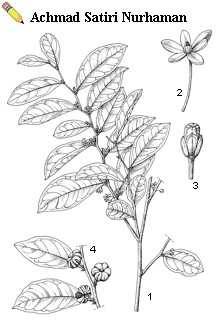 PROSEA - Plant Resources of South East Asia