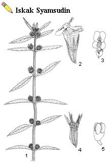 PROSEA - Plant Resources of South East Asia