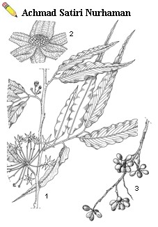 PROSEA - Plant Resources of South East Asia