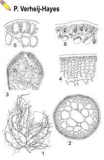 PROSEA - Plant Resources of South East Asia