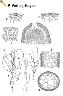 PROSEA - Plant Resources of South East Asia