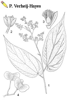 PROSEA - Plant Resources of South East Asia