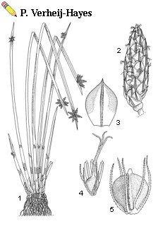 PROSEA - Plant Resources of South East Asia