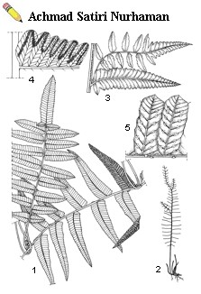 PROSEA - Plant Resources of South East Asia