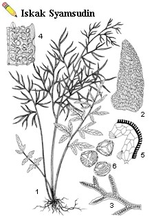 PROSEA - Plant Resources of South East Asia