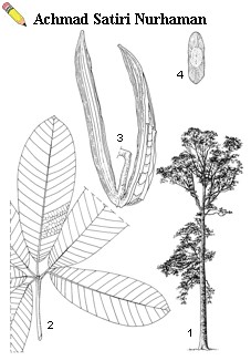 PROSEA - Plant Resources of South East Asia