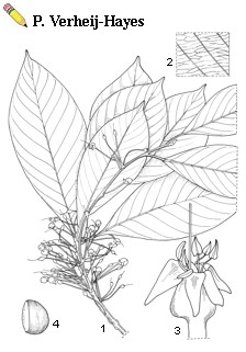 PROSEA - Plant Resources of South East Asia