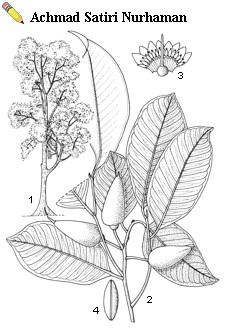 PROSEA - Plant Resources of South East Asia