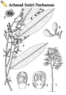 PROSEA - Plant Resources of South East Asia