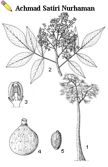 PROSEA - Plant Resources of South East Asia