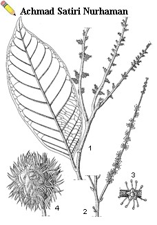 PROSEA - Plant Resources of South East Asia