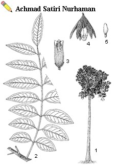 PROSEA - Plant Resources of South East Asia