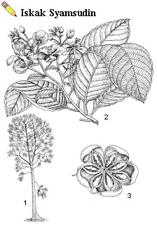 PROSEA - Plant Resources of South East Asia