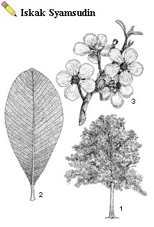 PROSEA - Plant Resources of South East Asia