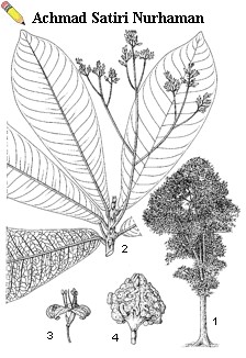 PROSEA - Plant Resources of South East Asia