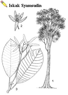 PROSEA - Plant Resources of South East Asia