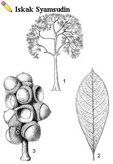 PROSEA - Plant Resources of South East Asia