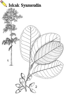 PROSEA - Plant Resources of South East Asia