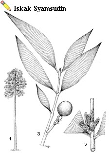 PROSEA - Plant Resources of South East Asia