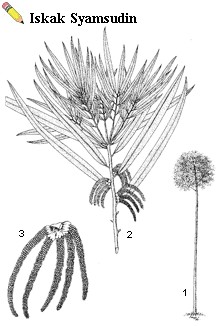 PROSEA - Plant Resources of South East Asia