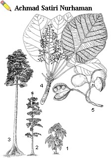 PROSEA - Plant Resources of South East Asia