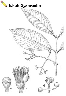 PROSEA - Plant Resources of South East Asia
