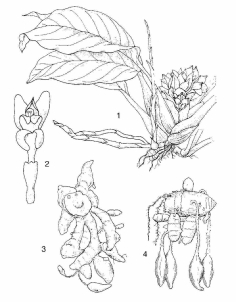 PROSEA - Plant Resources of South East Asia